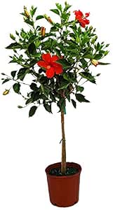 Amazon.com : Live Hibiscus Plant - Tropical Flowering Tree Plant - Red ...