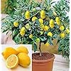 Greenursery Real Live Hybrid Sarbati Lemon Nimbu Lime Citrus Tree Bush ...