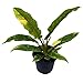Amazon.com : BubbleBlooms Philodendron Ring of Fire Rare Hybrid Philo ...
