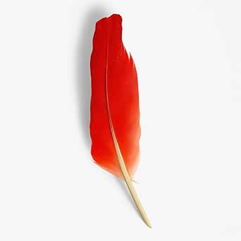Amazon.com: Pluma de Loro Africano - African Grey Parrot Red Feather ...