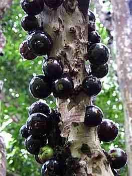 Amazon.com : Generic Fresh 100pcs Edible Jabuticaba Fruit Seeds for ...