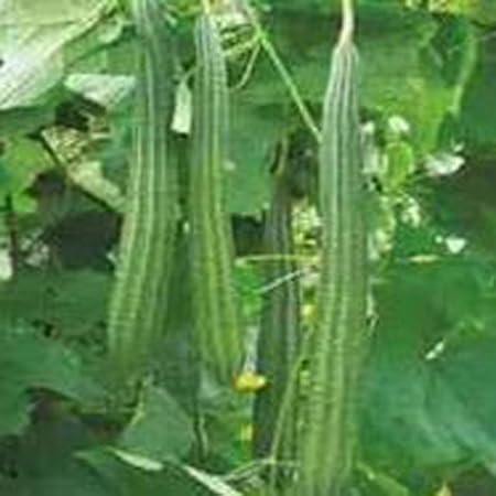 SREE Ridge Gourd (Toree) Jaipur Long - Desi Vegetable 30 Seeds : Amazon ...