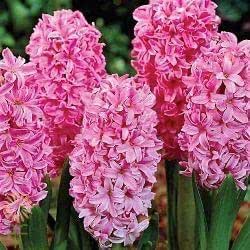 Radha Krishna Agriculture Imported Variety Hyacinth, Dutch hyacinth Flower bulbs mix color For ...