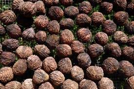 Amazon.com: 1 Pound of Fresh Indiana Black Walnuts in Shell : Grocery ...