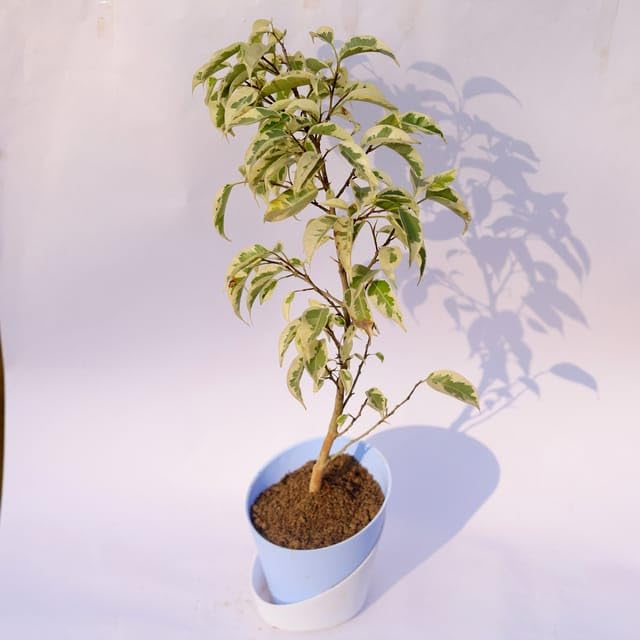 Ficus Starlight in 4 Inch Live Aqua Blue Dublin Self Watering Plant ...