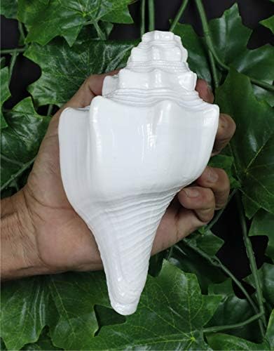 Amazon.com: Original Blowing Shankh (VAMAVARTI BAJNEWALA) Conch Shells ...