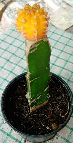 New Patna Nursery Yellow Wine Rangan Live Plant with Pot : Amazon.in ...