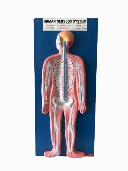 Witeg Human Nervous System Model on Base | Nervous System For Students ...