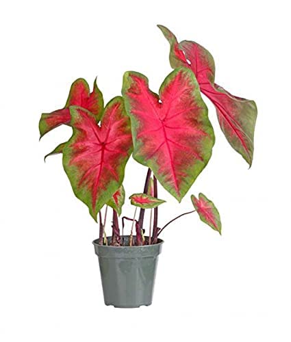 UGALOO Caladium Alocasia Hybrid Multi Color Plant : Amazon.in: Garden ...