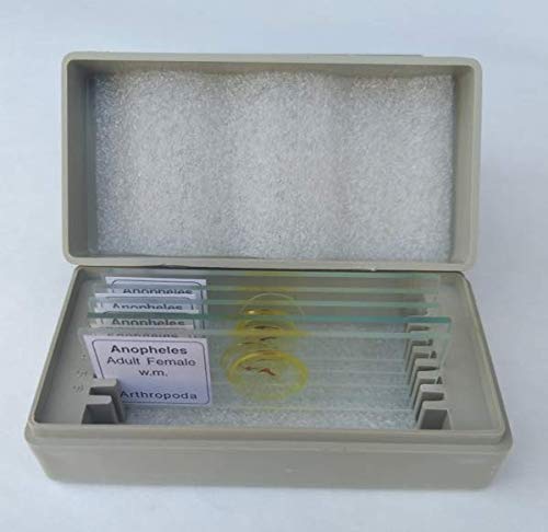 AIM Anopheles Mosquito Prepared Slide Set (Egg, Larva, Pupa, Adult Male ...