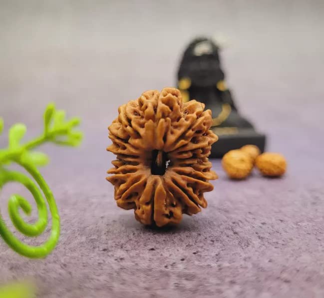 Gemz Mine 14 Mukhi Rudraksha Original Certified Nepali Fourteen Faced ...