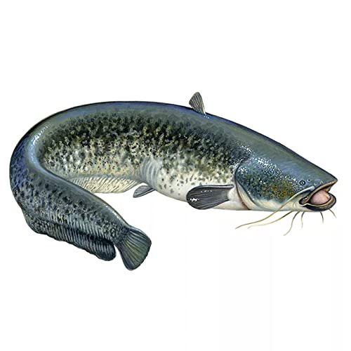 Wels Aufkleber – Die 15 besten Produkte im Vergleich - Die besten Angel ...