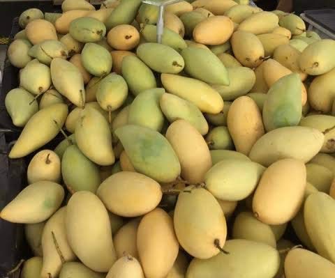 Exotica Orchids Honeydew Mango Plant Grafted Live Plant : Amazon.in ...