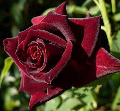 Greenursery Rose Flower Plant Healthy Live Variety Roses with Pot ...