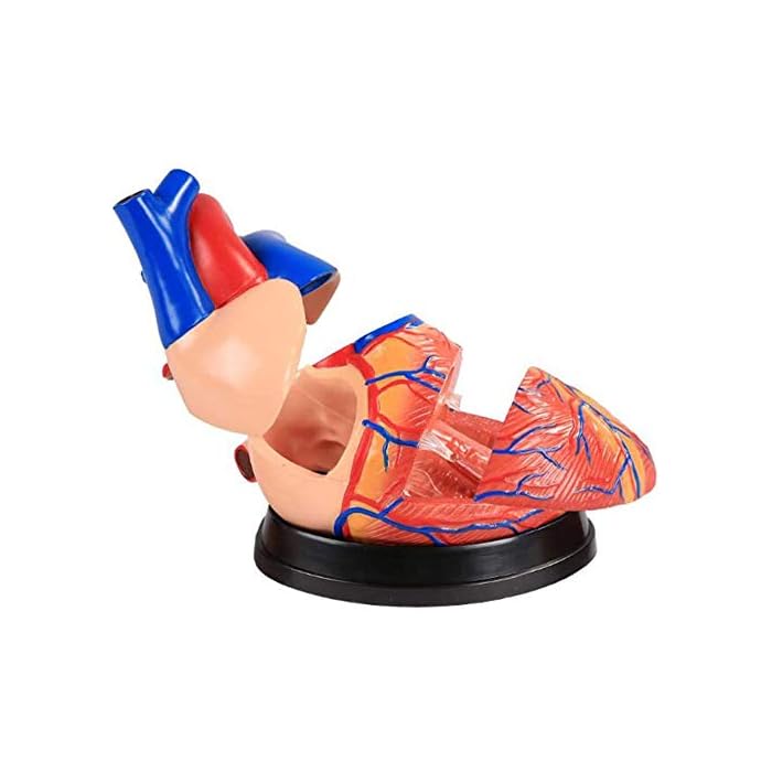 Buy 4 Human Heart Models, Studio 3D Model of Anatomy And Physiology ...