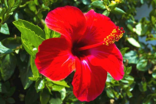 Indiana China Rose Chinese hibiscus Gurhal Dasavala Daasaala Chemparati ...