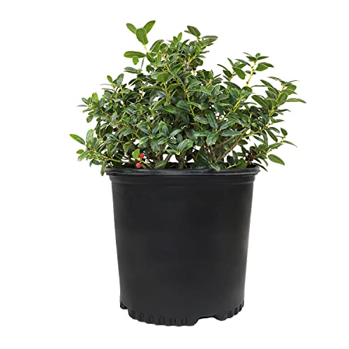 Top 10 Tall Shrubs For Privacy of 2022 - Katynel