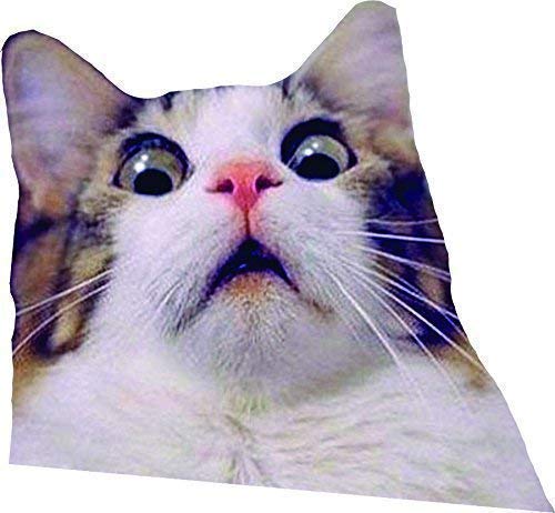 Amazon.com: Cat Sticker, Cat Decal, Funny Cat Decal, Scaredy Cat ...