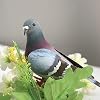 Amazon.com: BWWNBY Simulation Foam Pigeon Model,Artificial Imitation ...
