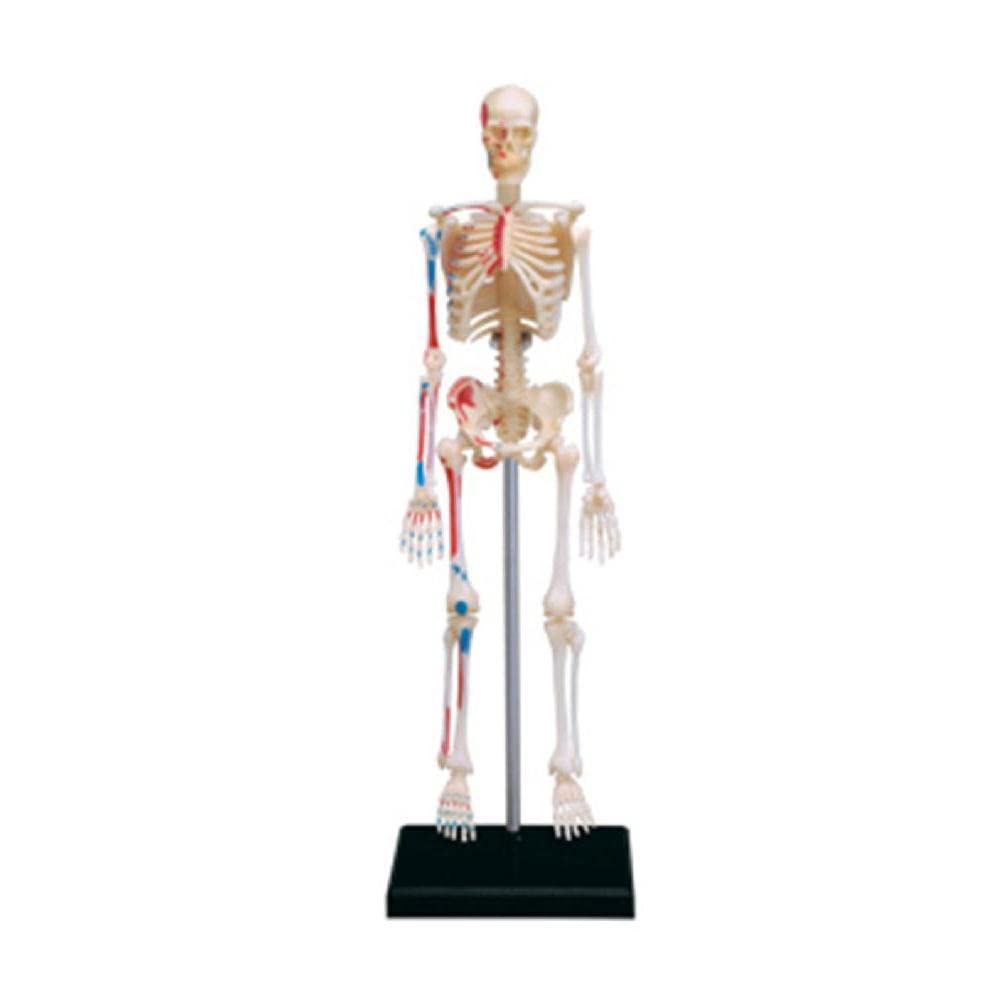 Human Skeleton Model for Anatomy Mini Human Bone Model with Removable ...