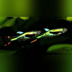Amazon.com : Lime Green Endler Fish - 4 Pair Live Freshwater Aquarium ...