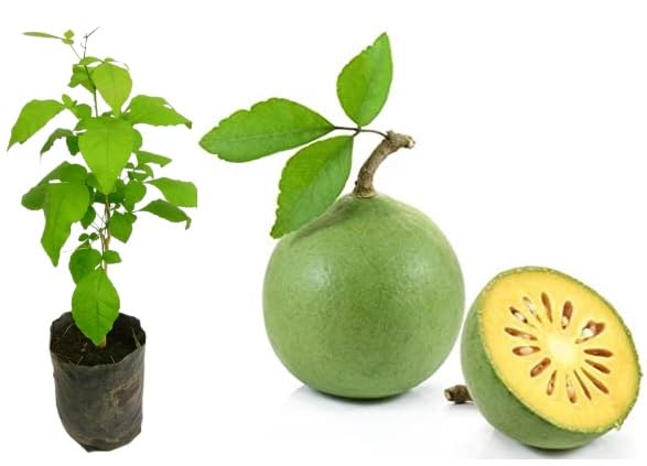 Green view Bel Tree|Bilva Patra|Bel Patra|बिल्व पत्र (बेल पत्र)(Aegle ...