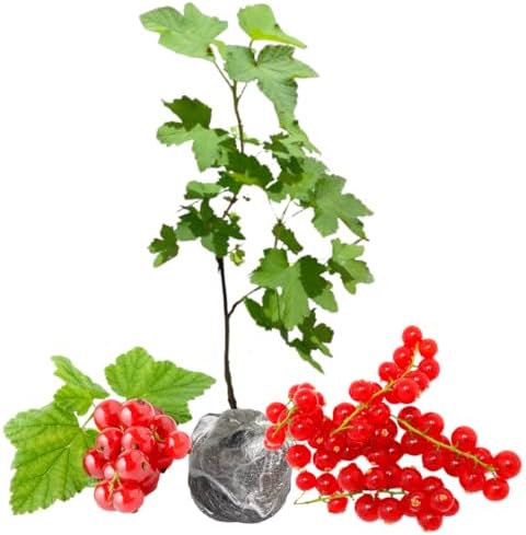 Amazon.com : Red Currant Plant Live for Planting, Red Curant Bush Live ...
