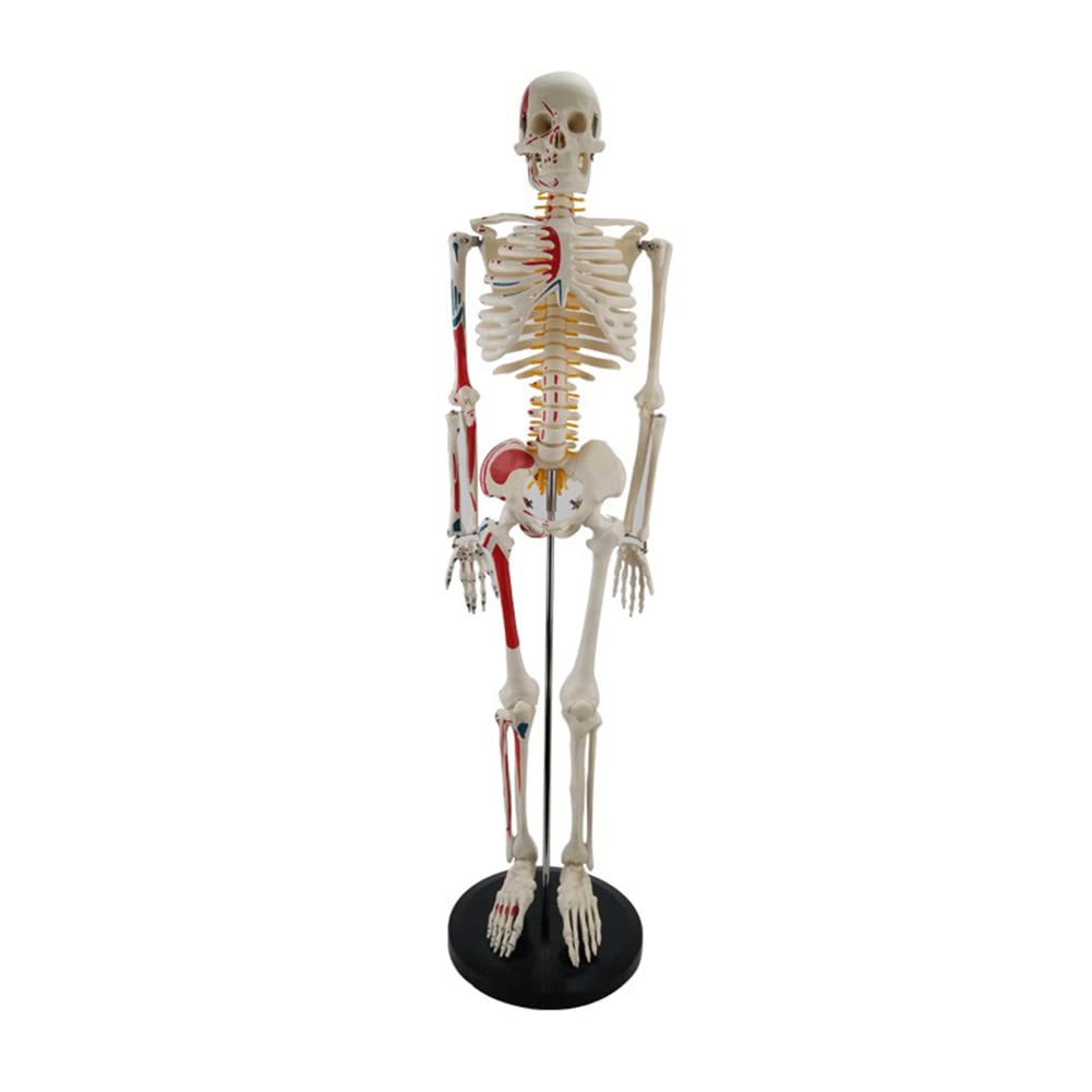 Buy Human Skeleton Model Kit Adults Full Body s Model for Scientific ...