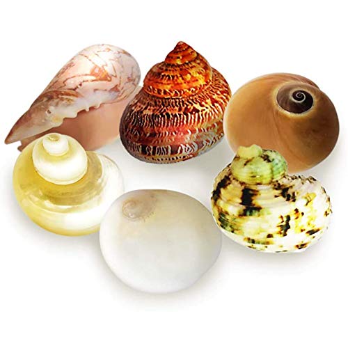 Pet Hermit Crab Shells