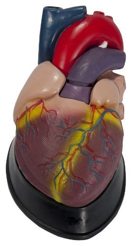 Amazon.com: Anatomical Chart Co. Budget Jumbo Heart Model Item #: CH3 ...