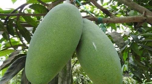 Cloud Farm Live Fazli Mango Grafted Fruit Plant - Healthy Outdoor Plant ...