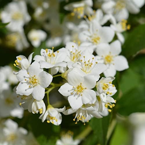 Philadelphus 'Lemoinei' Mock Orange Hardy Shrub Fragrant White Blooms ...
