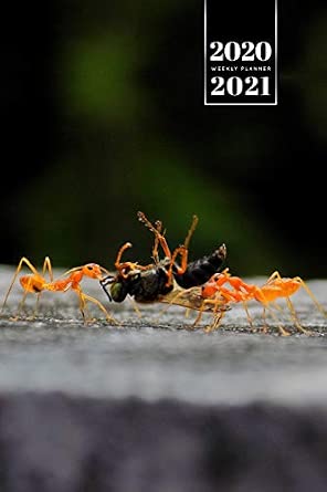 Amazon.com: Ant Insect Myrmecology Week Planner Weekly Organizer ...