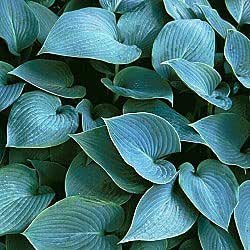 Amazon.com: Bulletproof Hosta : Patio, Lawn & Garden
