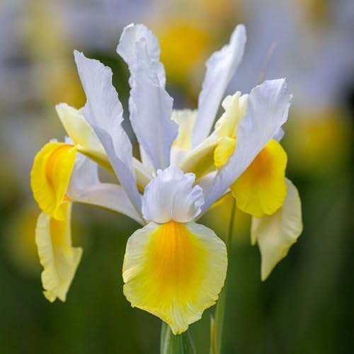 Amazon.com : Votaniki Iris hollandica 'Apollo' (Dutch Iris) Bulbs ...