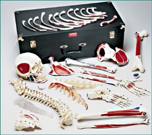 Amazon.com: Denoyer-Geppert - Premier Disarticulated Half-Skeleton with ...