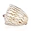 Amazon.com: Jangostor Large Natural Sea Shells, Huge Ocean Conch 7-8 ...
