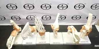 ISKO Anatomical Human Joint Models Set Of 6 - Knee Joint, Hip Joint, Shoulder Joint, Foot Joint ...