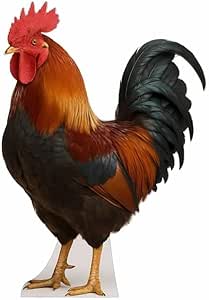 Amazon.com: Rooster 2FT Life Size Cardboard Cutout – Farm Animal Fun ...