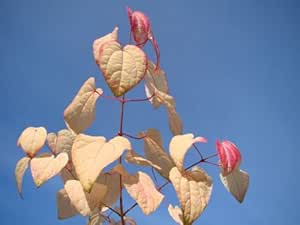 Katsura Tree or Burnt Sugar Tree Cercidiphyllum japonicum - 60-70cm - 2 ...