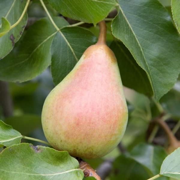 M-Tech Gardens Rare Pear " Beth " Exotic 20 Fruit Seeds for Growing ...