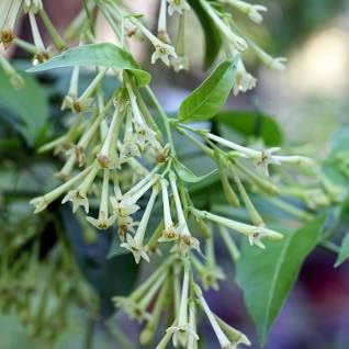 PB HONEY PRIYA PLaNTS Live Raat Ki Rani/Night Blooming Jasmine ...