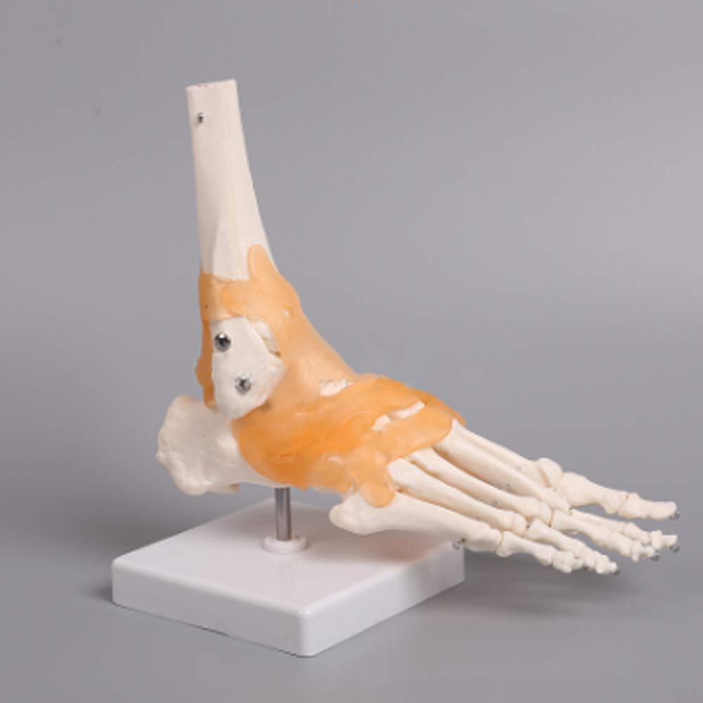 Buy Educational Model Human Foot Joint Model, Life-Size Skeleton Feet ...