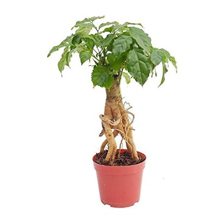 GreenHomeCare Live Radermachera Sinica Typical Indoor Bonsai China Doll ...
