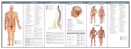 Anatomical Chart Company's Illustrated Pocket Anatomy: The Spinal ...
