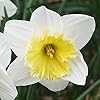 Amazon.com : Ice Follies Daffodil Flower Bulbs - 5 Bulbs per Pack ...