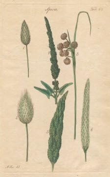 Amazon.com: FLOWER STRUCTURE on plants, Plate 62 Illustration by John ...