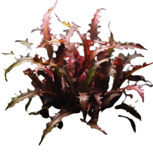 Amazon.com: 1/3/5 Potted Wendtii Red Crypt (Cryptocoryne Wendtii 'Red ...