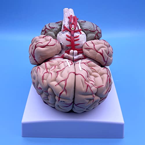 Human Brain with Labels Anatomy Model Learning Resources Brain - Want It All