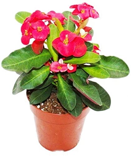 Punarva Euphorbia Plant Euphorbia Mili (Red) Flower Plant : Amazon.in ...